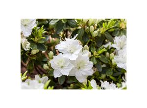4063654821243 - Rhododendron obtusum Maischnee weiß 20–25 cm