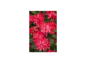 4063654329220 - Rhododendron yakushimanum Astrid Rhododendron rot 25–30 cm