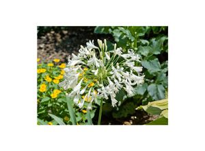 4063654255697 - Agapanthus africanus Albus Schmucklilie weiß ca 9x9 cm Topf