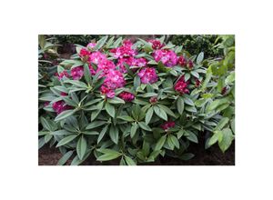 4063654073246 - Rhododendron Hybr Berliner Liebe rosa Blüten 30–40 cm