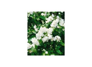 4063654222422 - Philadelphus Schneesturm Duftjasmin weiß 80–100 cm
