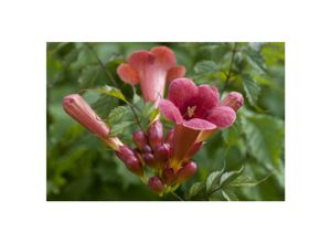 4063654263869 - Campsis radicans Stromboli -R- Trompetenblume leuchtend rot 60–100 cm