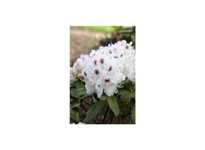 4063654080640 - Rhododendron Hybr Schneebukett weiß 30–40 cm