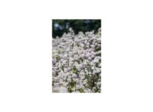 4063654817956 - Deutzia Mont Rose Maiblumenstrauch rosa Blüten 60–100 cm