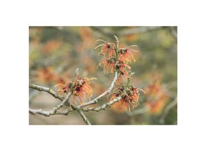 4063654247616 - Hamamelis intermedia Jelena Zaubernuss kupferorange 40–60 cm