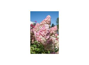 4063654800217 - Hydrangea paniculata Sundae Fraise Rispenhortensie rosa-weiß 40–60 cm