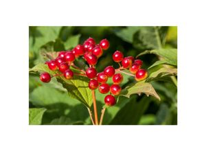 4063654339663 - Viburnum opulus Gewöhnlicher Schneeball 40–60 cm weiße Blüten
