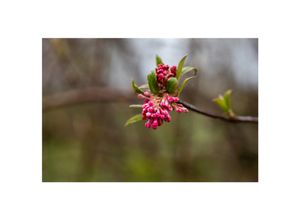 4063654868279 - Viburnum bodnantense Dawn Duft-Schneeball rosa Blüten 125–150 cm