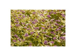 4063654334491 - Spiraea japonica Golden Princess Goldspiere gelbgrün 30–40 cm