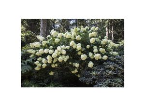 4063654253648 - Hydrangea paniculata Phantom Rispenhortensie cremeweiß 40–60 cm