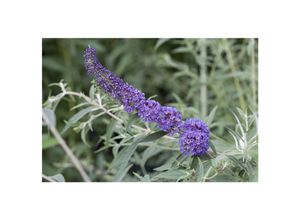 4063654273325 - Buddleja davidii Nanho Blue Schmetterlingsflieder blau 40–60 cm