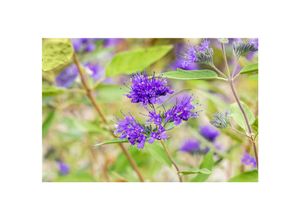 4063654222545 - Caryopteris clandonensis Heavenly Blue Bartblume himmelblau 30–40 cm