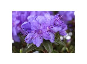 4063654069188 - Rhododendron impeditum Gristede Zwerg-Rhododendron lila 25–30 cm