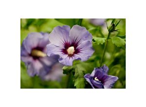 4063654815365 - Hibiscus syriacus Marina Gartenhibiskus blau 60–80 cm
