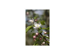 4063654226727 - Malus Gloster 69 Apfelbaum 40 cm Stammhöhe