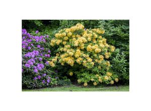 4063654082392 - Rhododendron luteum Goldpracht gelb 50–60 cm