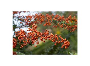 4063654333968 - Pyracantha Orange Charmer Feuerdorn orange 100–125 cm