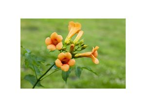 4063654027171 - Campsis tagliabuana Madame Galen Trompetenblume orange-rot 60–100 cm