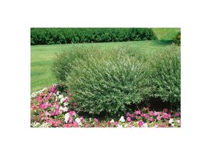 4063654334224 - Salix purpurea Nana Purpur-Weide kompakt 60–100 cm