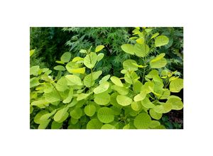 4063654276906 - Cotinus coggygria Golden Lady Perückenstrauch goldgelb 40–60 cm