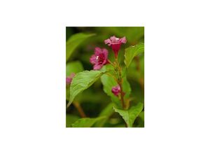 4063654281221 - Weigela Bristol Ruby Weigelie rubinrot 80–100 cm
