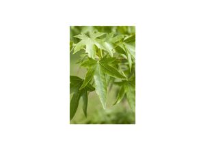 4063654255451 - Liquidambar styraciflua Amberbaum 80–100 cm