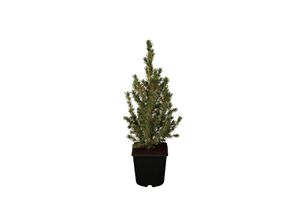 4063654820895 - Picea glauca Conica Zuckerhutfichte kompakt 20–30 cm