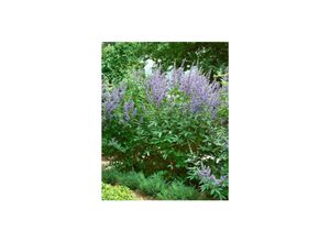 4063654818236 - Vitex agnus-castus Mönchspfeffer 40–60 cm