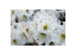 4063654086123 - Rhododendron yak Bohlkens Snow Fire weiß-rot 40–50 cm