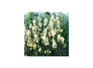 4063654285526 - Aconitum napellus Album Eisenhut weiß ca 11x11 cm Topf 4063654285526 - Aconitum napellus Album Eisenhut weiß ca 11x11 cm Topf