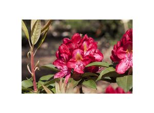 4063654327660 - Rhododendron Hybr Junifeuer leuchtend rot 30–40 cm