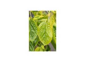 4063654835929 - Morus alba Giant Fruit Maulbeere große Früchte 50–60 cm
