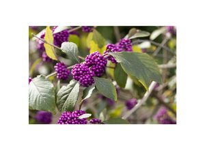 4063654806066 - Callicarpa bodinieri Profusion Schönfrucht violette Beeren 100–125 cm