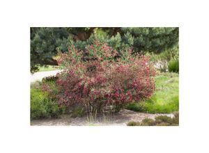 4063654850038 - Cytisus scoparius Windlesham Ruby Besenginster rubinrot 60–80 cm