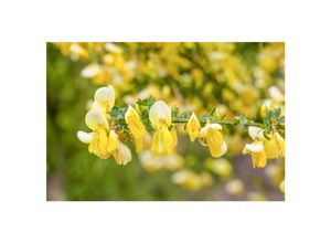 4063654850786 - Cytisus kewensis Niki Besenginster cremeweiß 20–30 cm