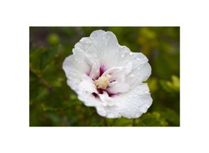 4063654817635 - Hibiscus syriacus Pinky Spot Roseneibisch rosa 40–60 cm