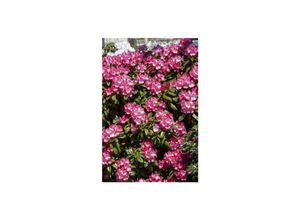 4063654077169 - Rhododendron yakushimanum Morgenrot rosa Blüten 30–40 cm