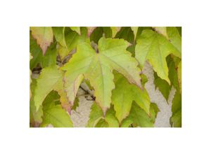 4063654808787 - Parthenocissus tricuspidata Veitchii Wilder Wein 150–200 cm