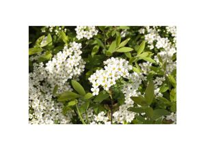 4063654316305 - Spiraea cinerea Grefsheim Asch-Spiere weiß 60–80 cm