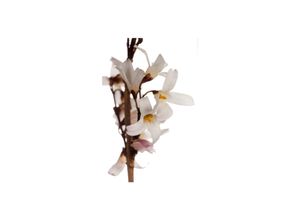 4063654817543 - Abeliophyllum distichum Weiße Forsythie duftend 40–60 cm