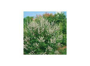 4063654817468 - Vitex agnus-castus Latifolia Alba Mönchspfeffer weiß 40–60 cm