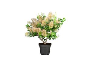 4063654255024 - Cotinus coggygria Young Lady Perückenstrauch kompakt 40–60 cm