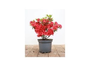 4063654094944 - Rhododendron obtusum Maruschka rot 20–25 cm
