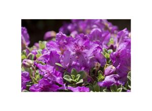 4063654085058 - Rhododendron keleticum Zwerg-Rhododendron lila Blüten 15–20 cm