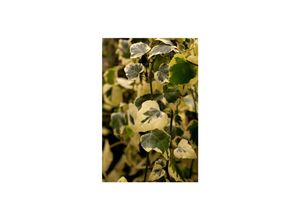 4063654247548 - Hedera colchica Dentata Variegata Efeu panaschiert 40–60 cm