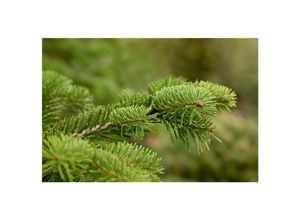 4063654805403 - Abies nordmanniana Nordmanntanne 80–100 cm