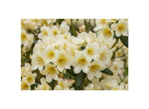 4063654090663 - Rhododendron yakushimanum Millenium Gold gelb 40–50 cm