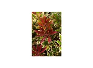 4063654240839 - Pieris japonica Flaming Silver Japanische Lavendelheide 20–25 cm