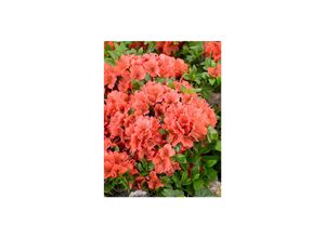 4063654090243 - Rhododendron obt Geisha Orange orange Blüten 15–20 cm