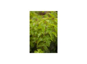 4063654808473 - Acer ginnala Feuerahorn 125–150 cm leuchtend rot
